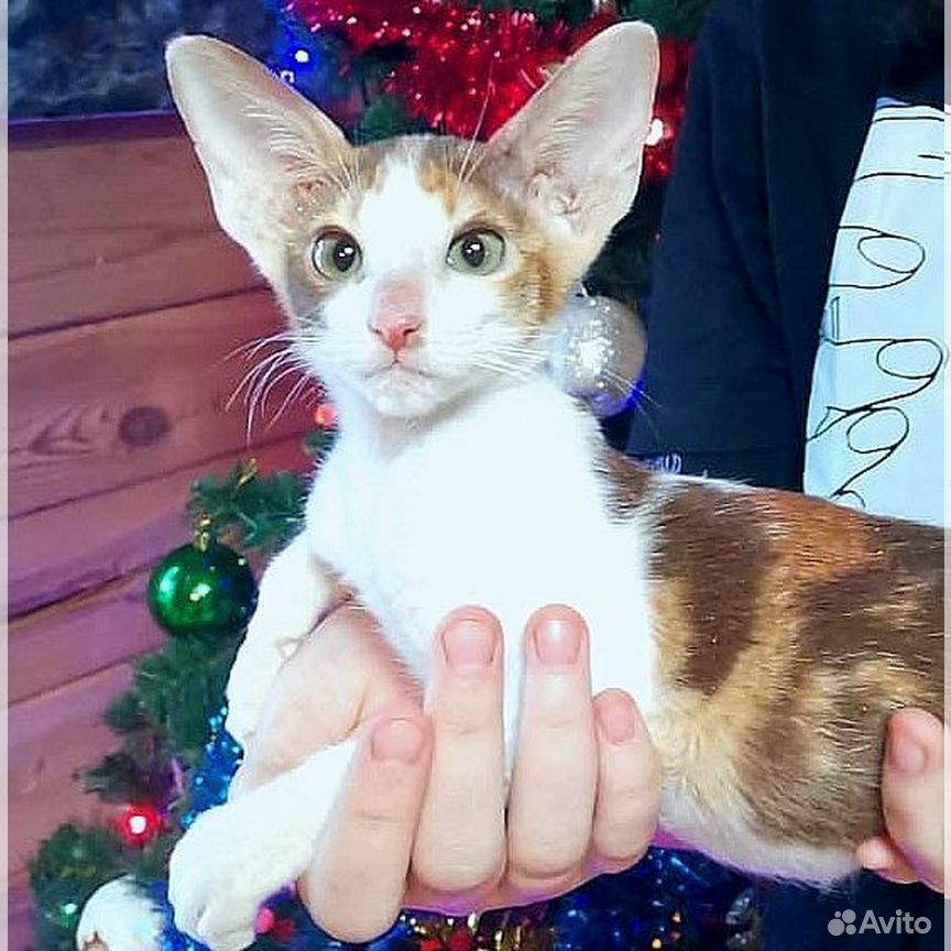 Ориентальная девочка редкого окраса в разведение