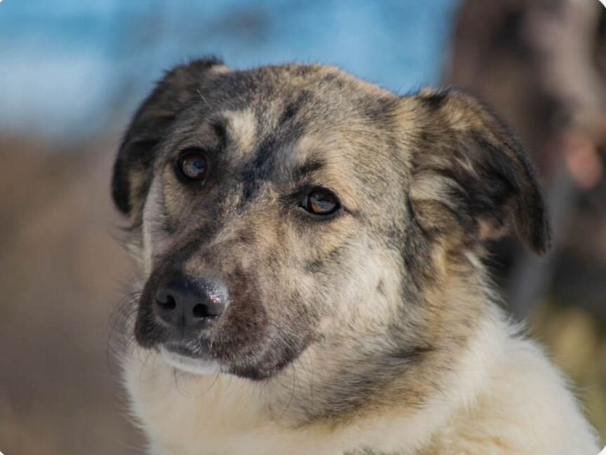 Собачка Винда хочет домой