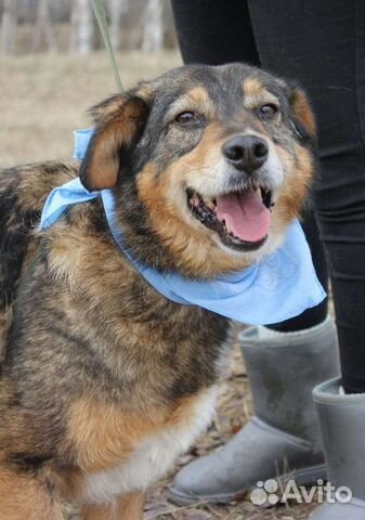 Отдам в добрые руки