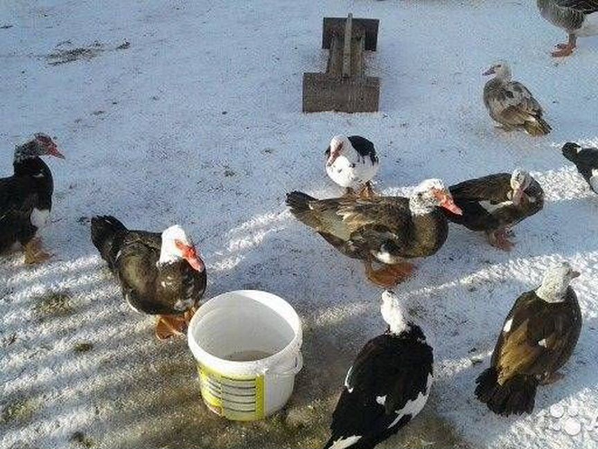 Мускусные утки