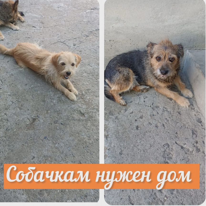 Двум собачкам жизненно необходим новый дом