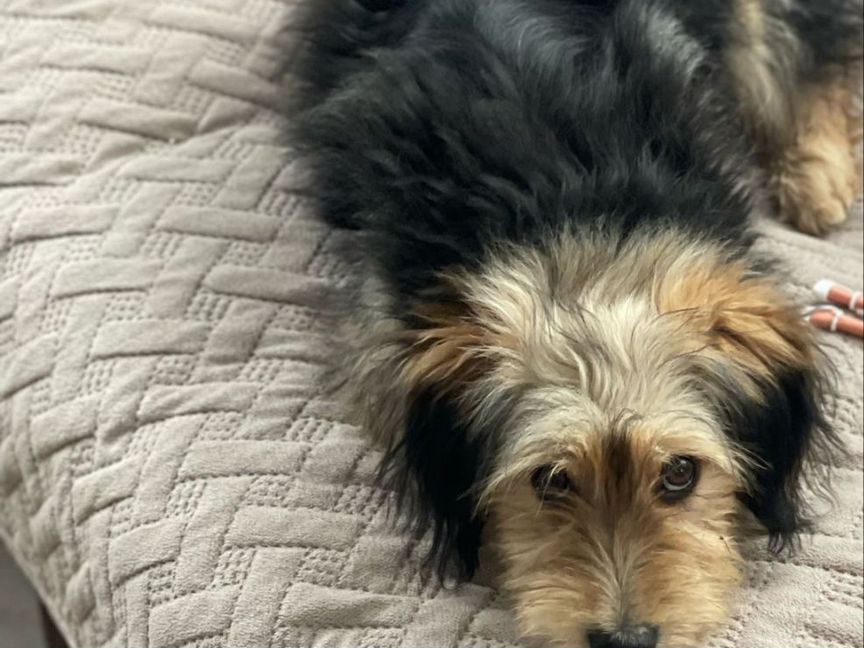 Оливер из приюта ищет семью