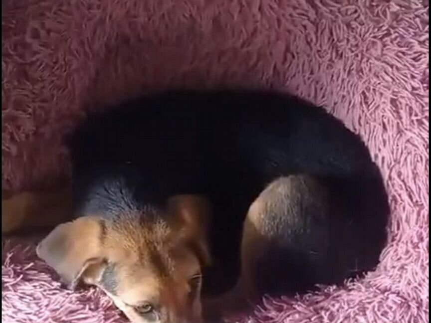 Дина. Щенок приют лазаревское