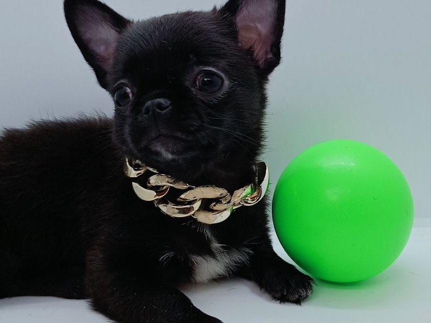 Самый красивый чёрный чихуахуа