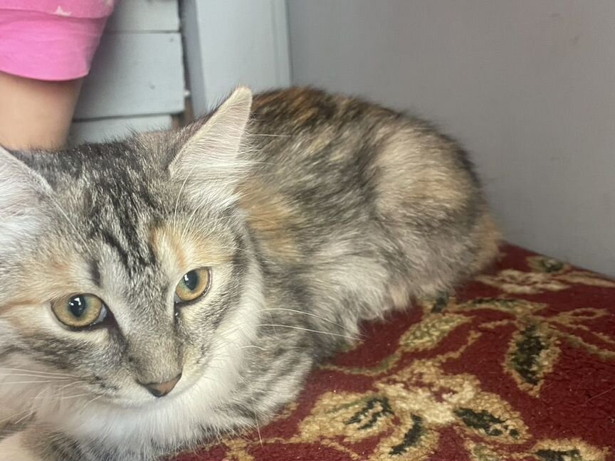 Кошка в дар бесплатно 3-чветка хорошая