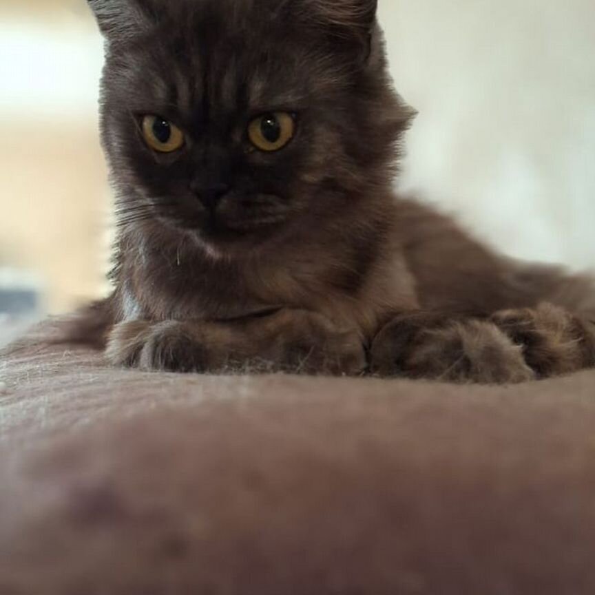 Красивая кошечка ищет дом