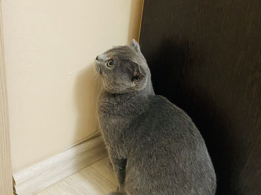 Шотладский котенок
