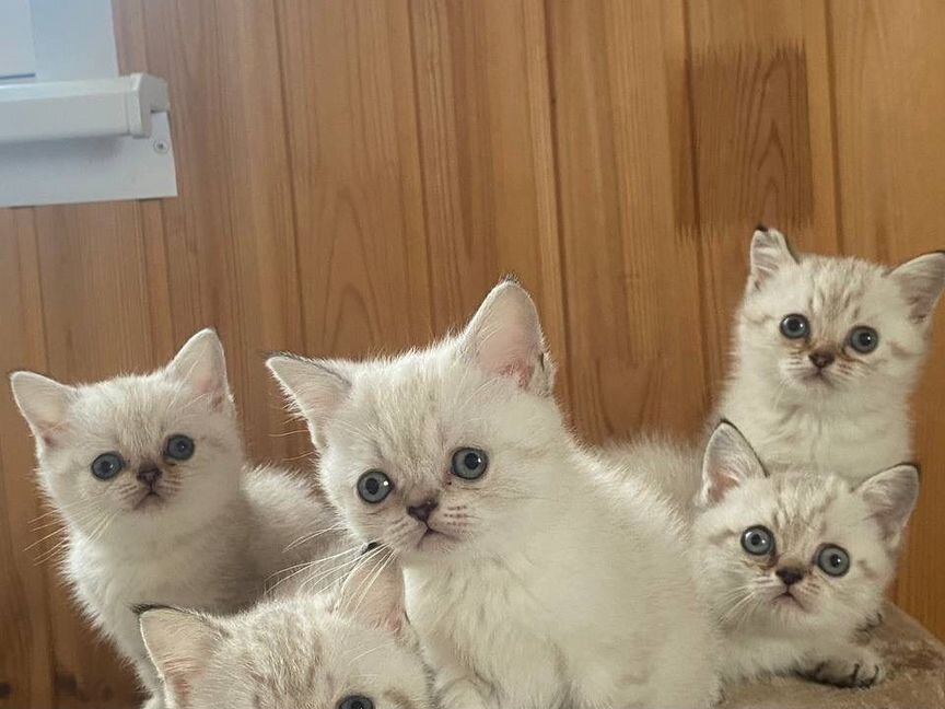 Шотландские прямоухие котята