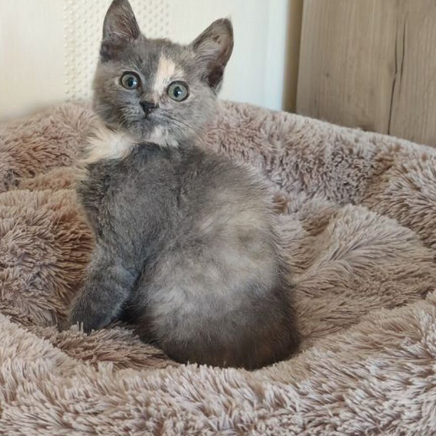 Котенок в добрые руки