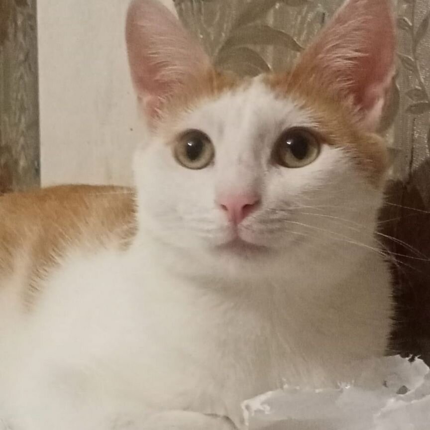 Лукас. В надежные руки