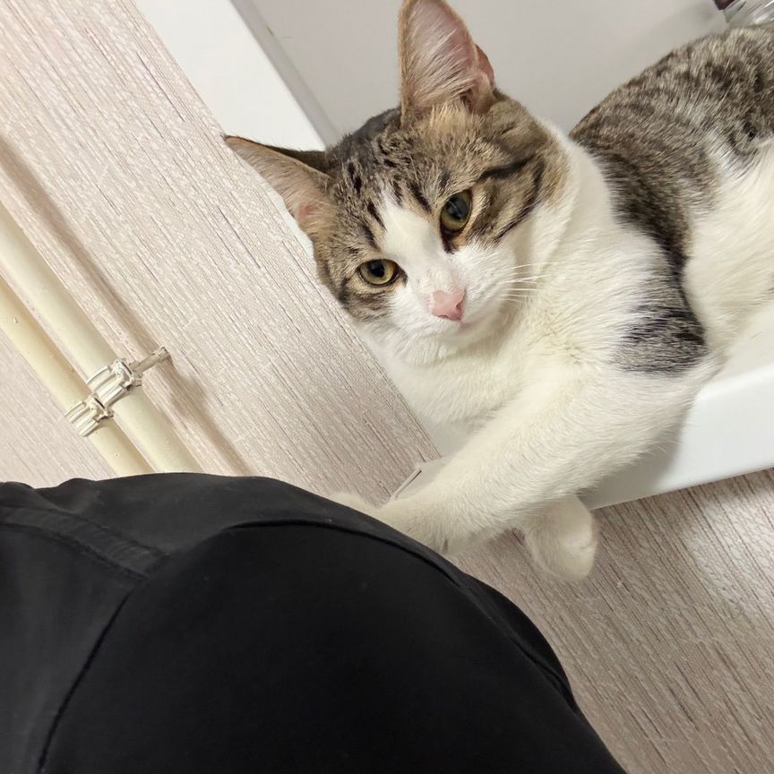 Котёнок в добрые руки
