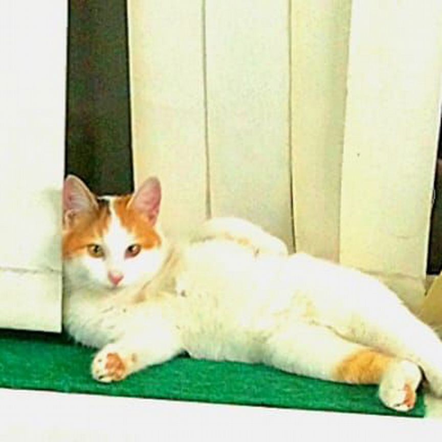 Кошки