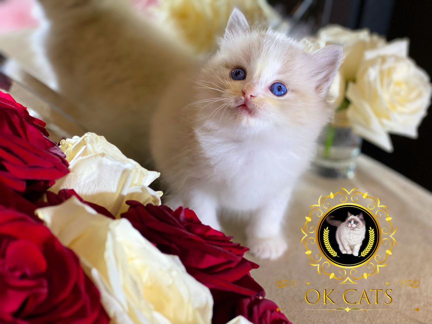 Малышка рэгдолл блю биколор с документами