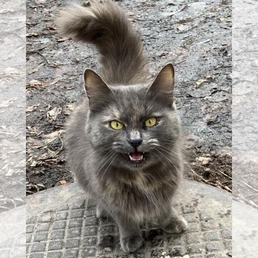 Кошечке грозит улица