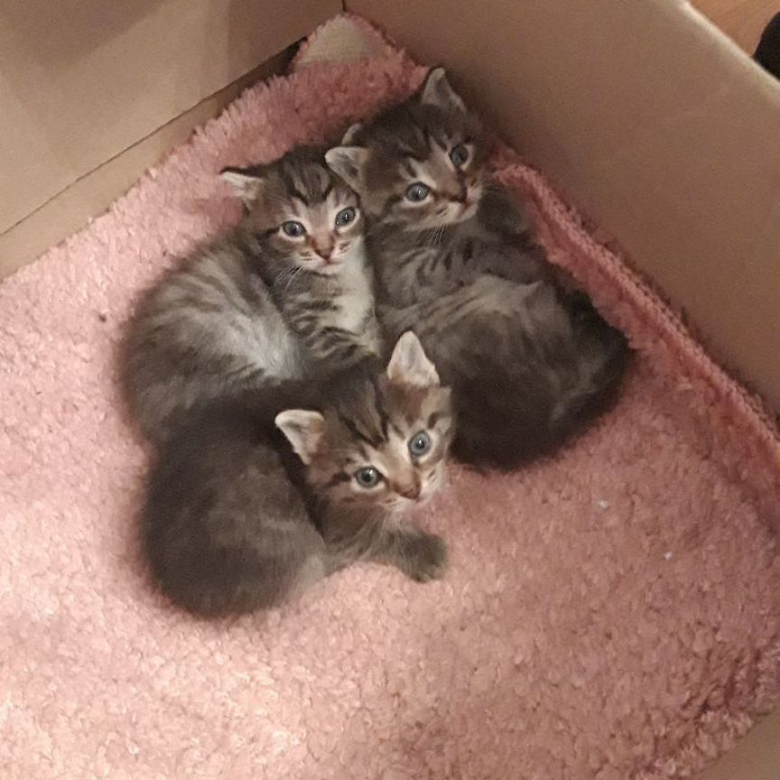 Котята в добрые руки