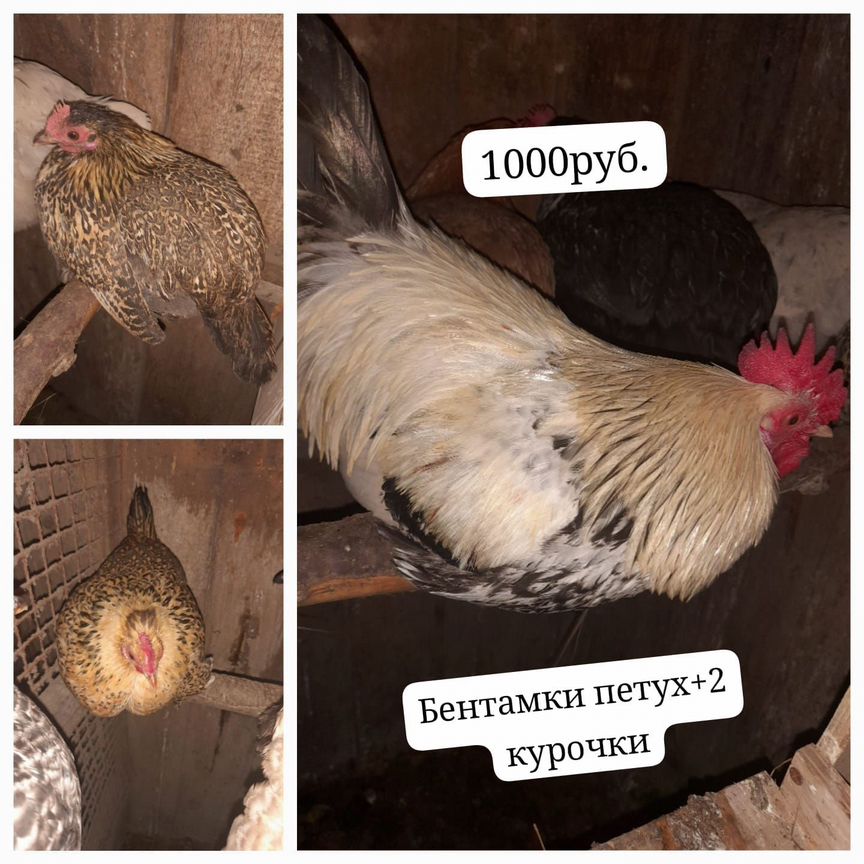 Куры и петух