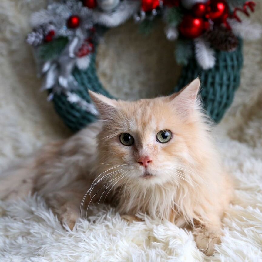 Шикарный котэ ищет семью