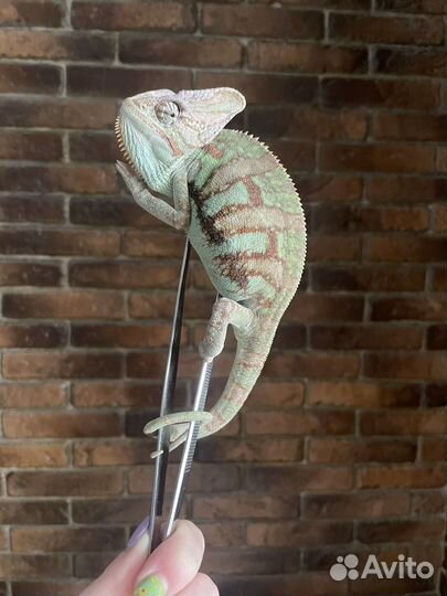 Йеменский хамелеон