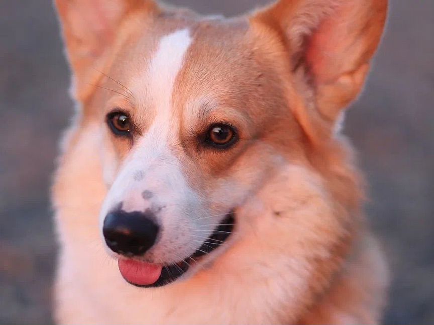 Кобель Корги вязка