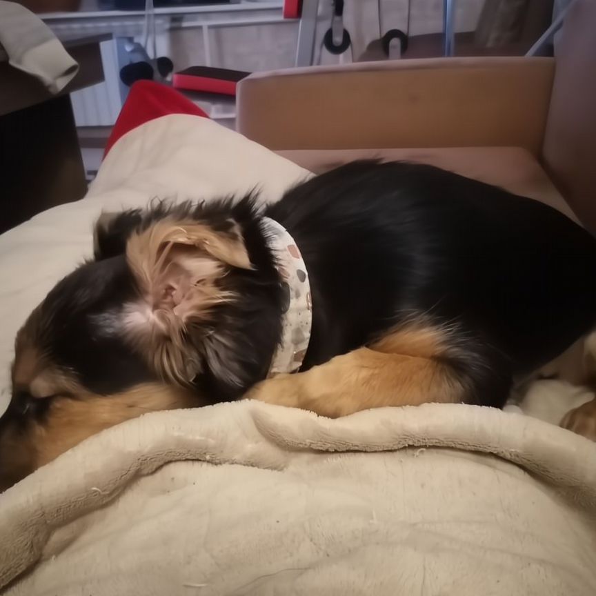 Взрослая собака в добрые руки