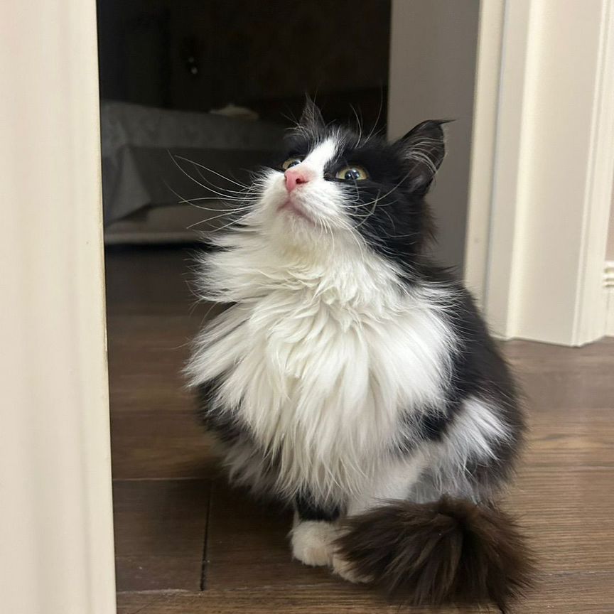 Кошечка ищет дом
