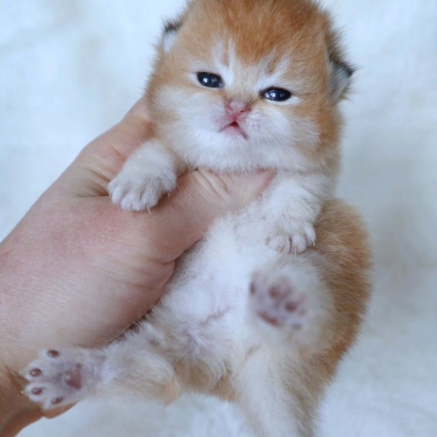 Британские котята золотая шиншилла