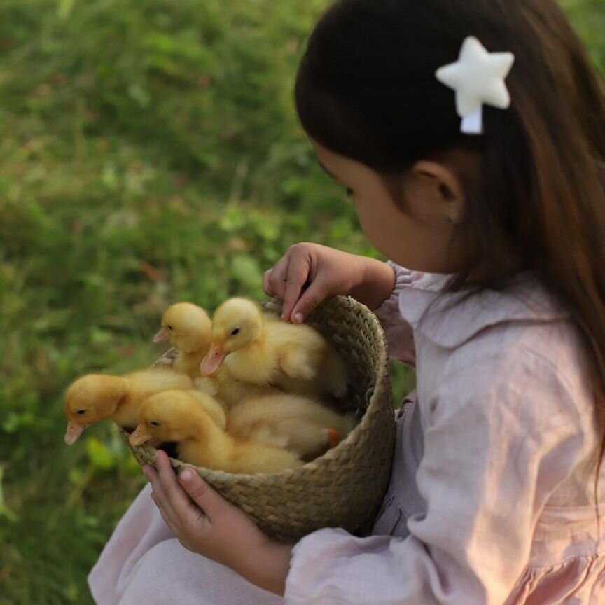 Отдам утят 7 штук