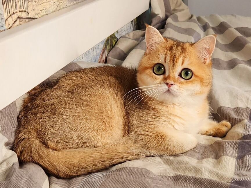 Британская золотая шиншилла