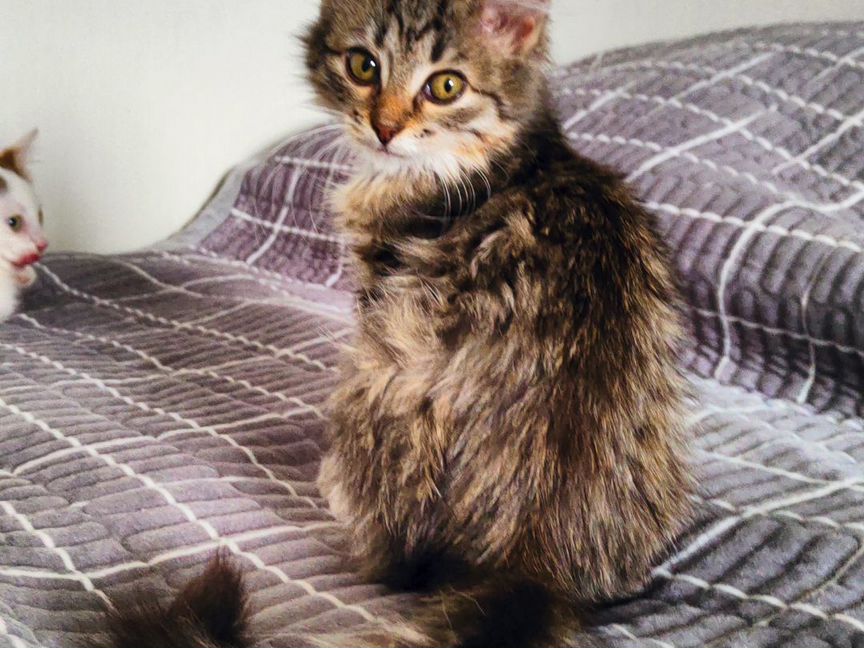Кошка