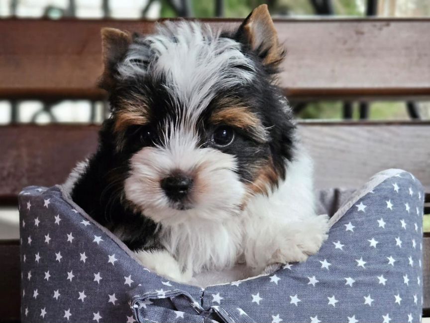 Бивер-мальчик