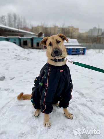 Патрик, собака в добрые руки бесплатно