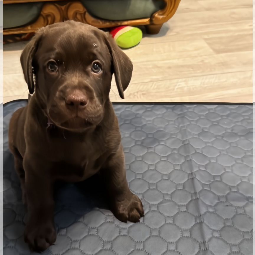 Лабрадор-ретривер, щенок