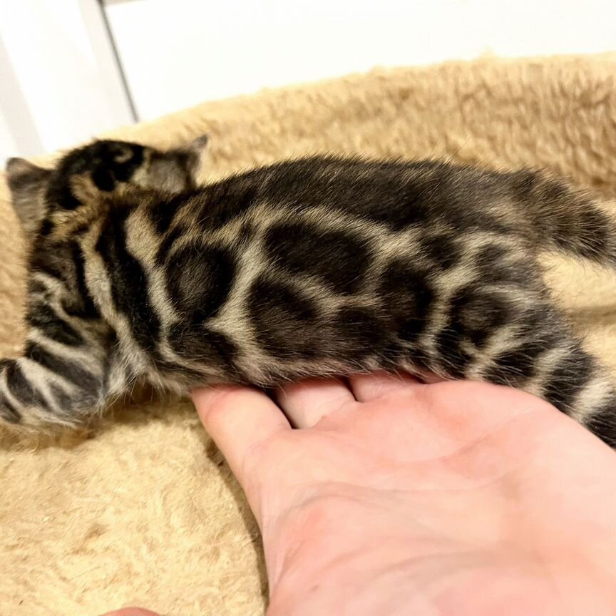 Бенгальская красоточка