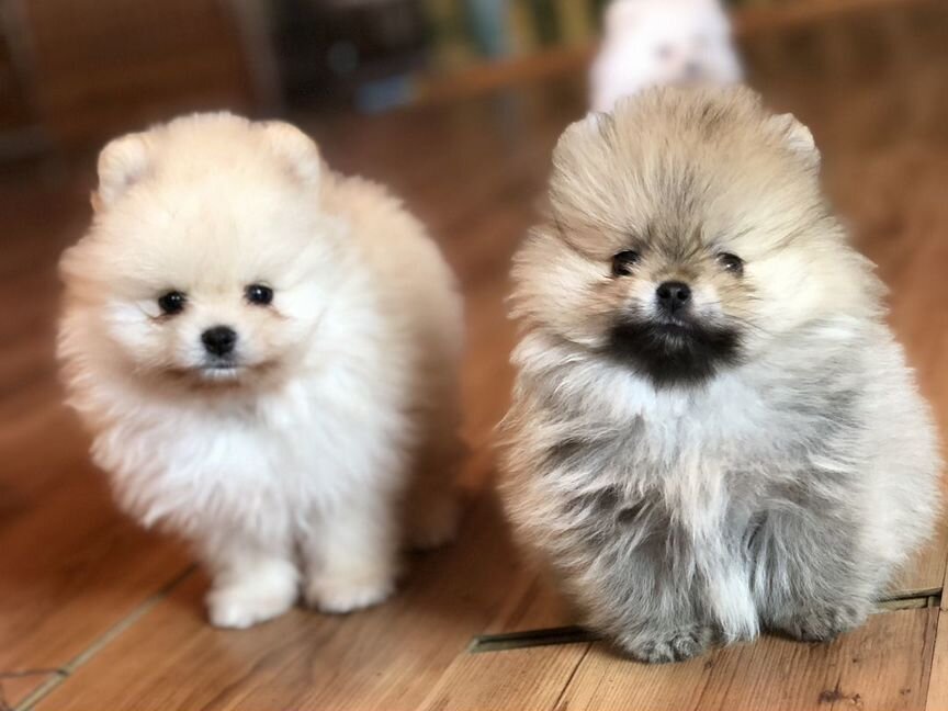 Померанцы щенки и вязка, шоколад, оранж, крем