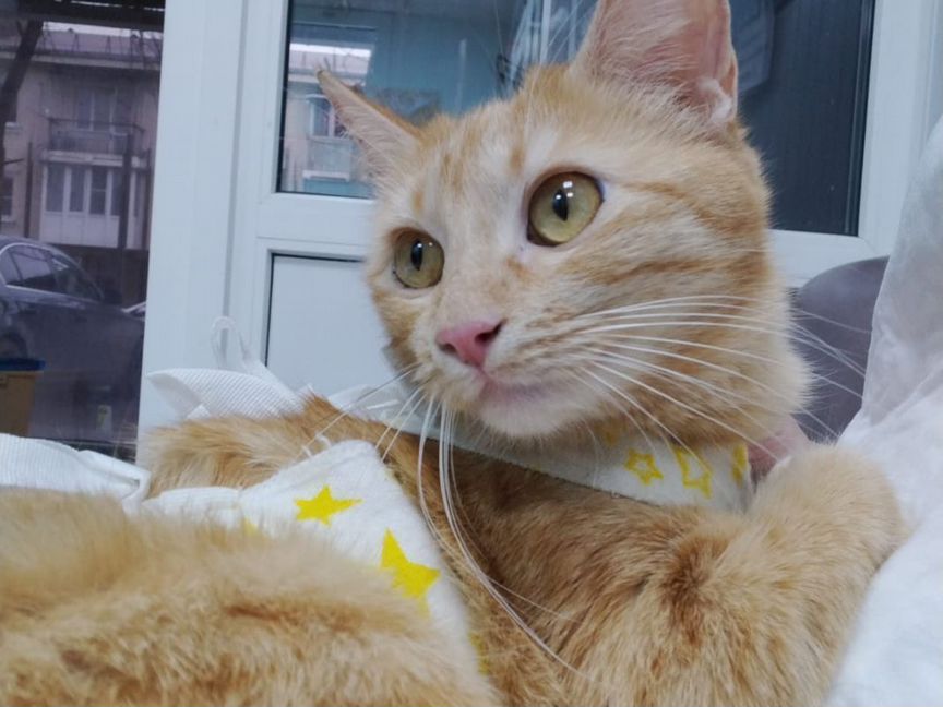 Голди ищет дом