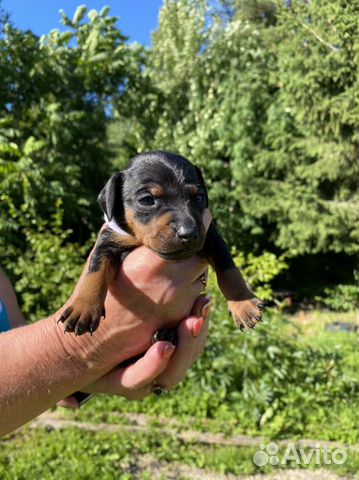 Щенки цвергпинчера