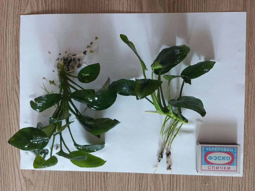 Анубиас нана обмен