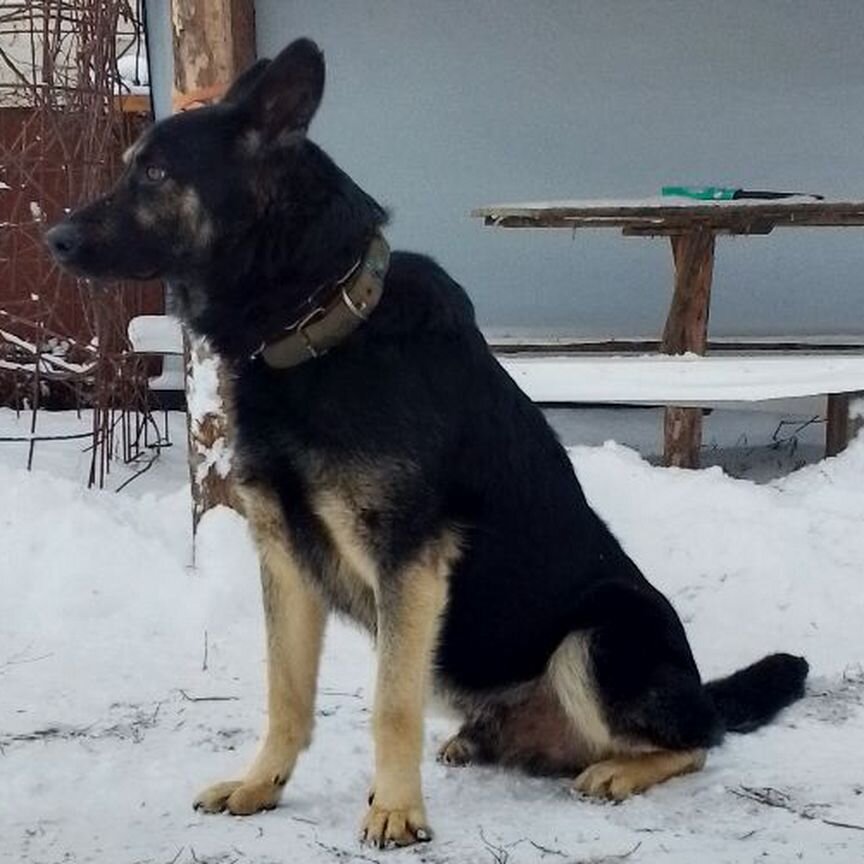 Восточноевропейская овчарка, взрослый пёс