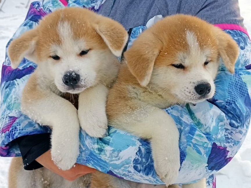 Щенки Акита Ину от Чемпионов