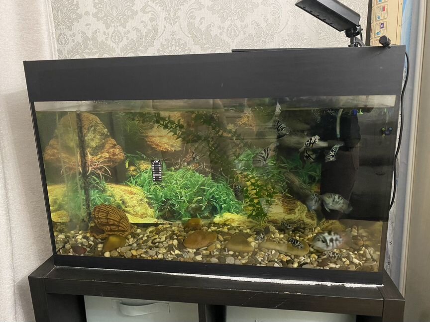 Аквариум с рыбками