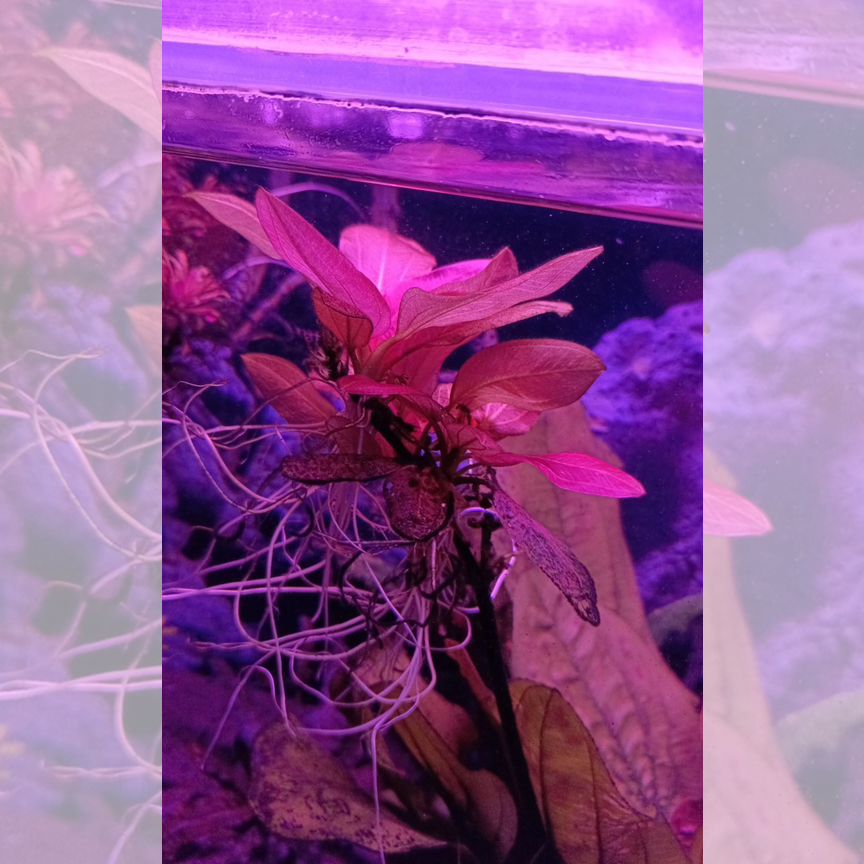 Эхинодорус жёлтое солнце