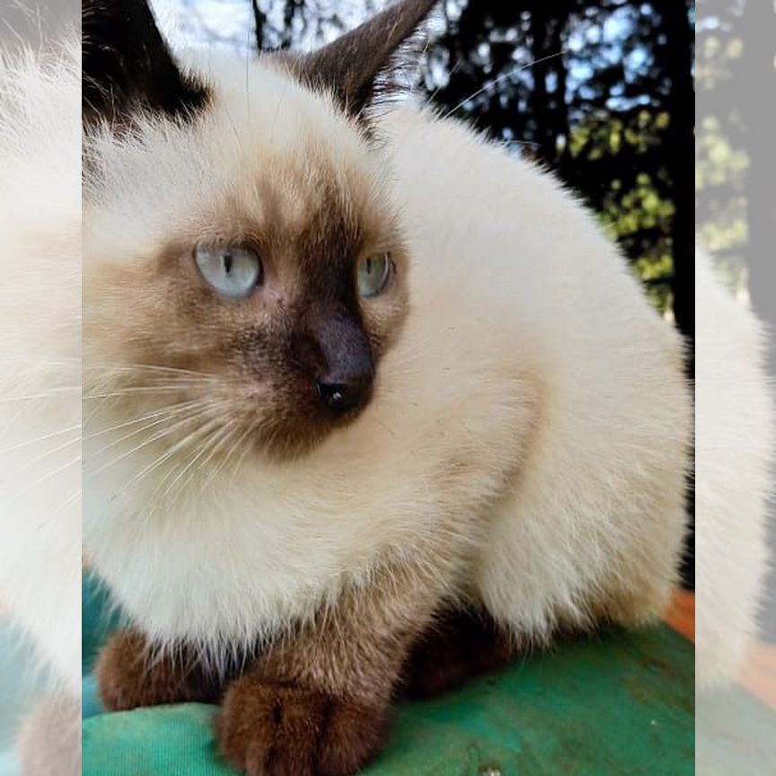 Балинезийские котята