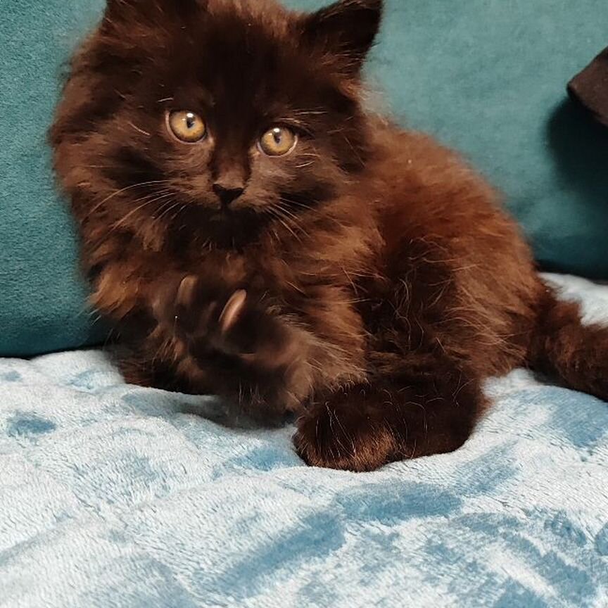 Котята в дар