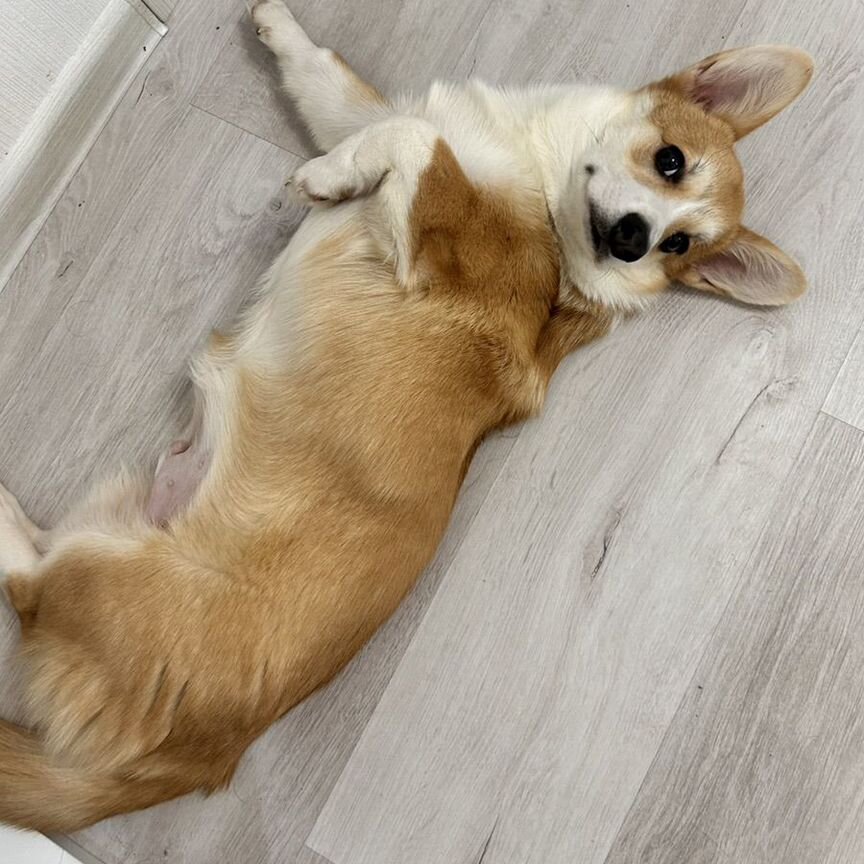 Вельш Корги Пемброк, щенок