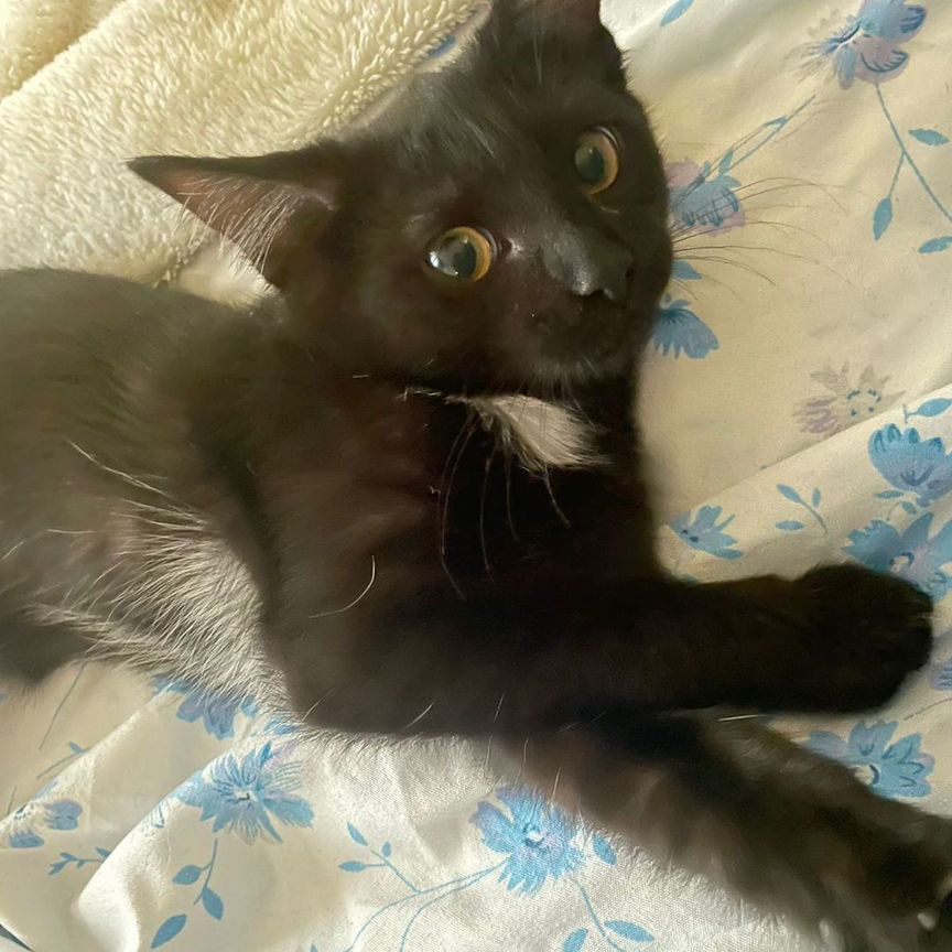 Котеночек