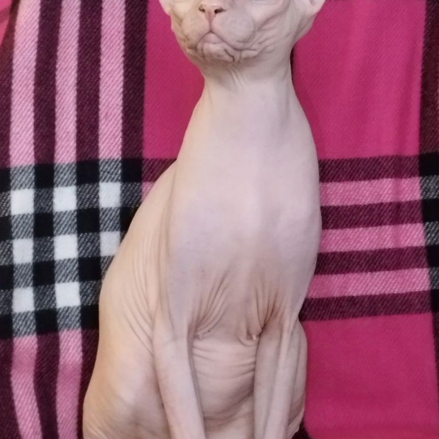 Девочка с разноцветными глазами