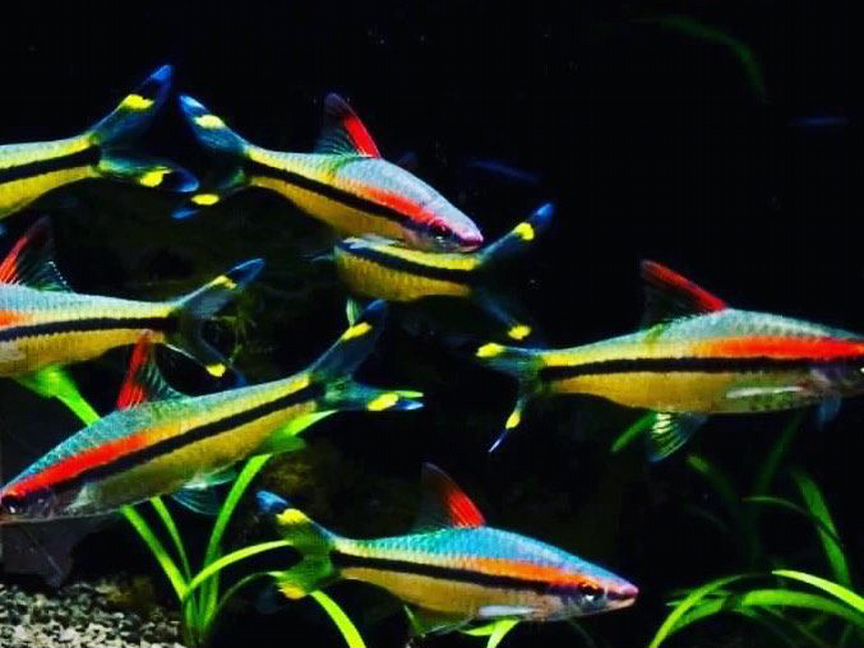 Барбусы денисони