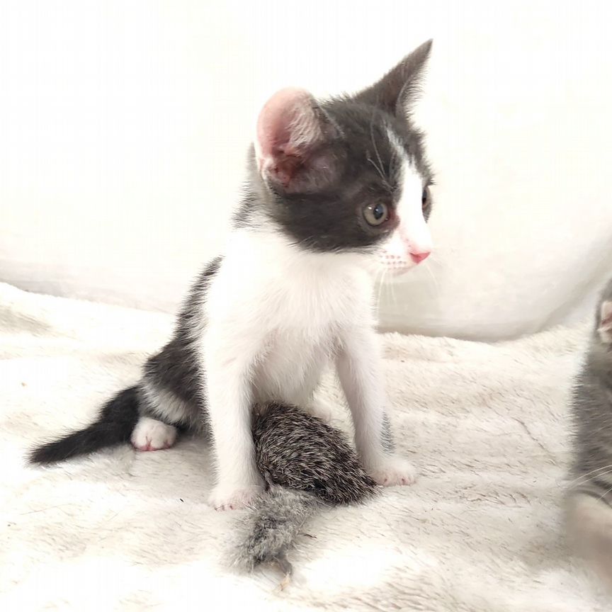 Котенок пацан 2 месяца в добрые руки