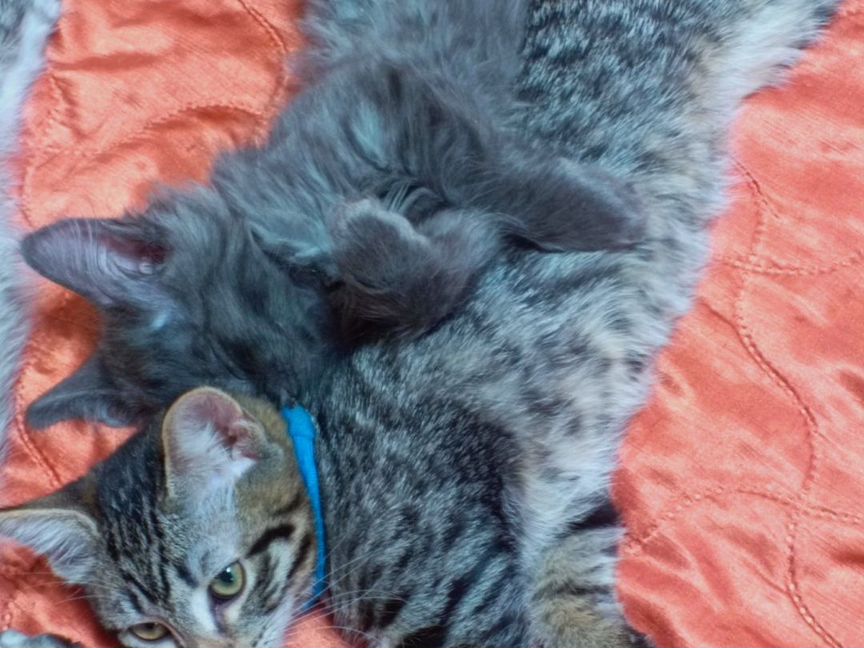 Котята. Две малышки мышеловки