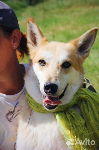 Красивейший пёс Патрик